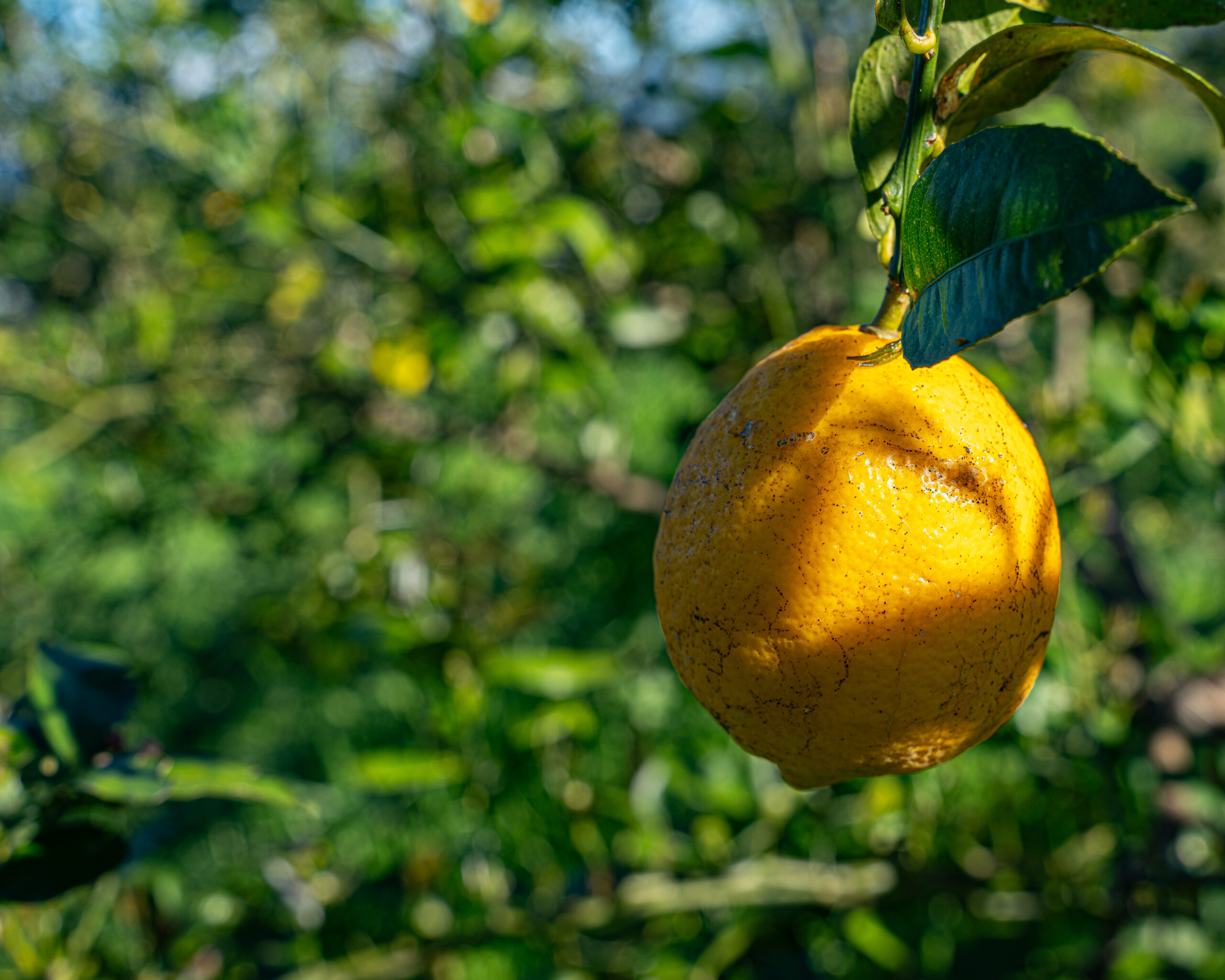 Un nettoyage Éco-Friendly avec le citron jaune Péi - Groupe LM
